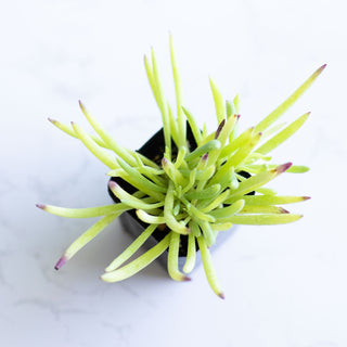 Colorful Succulents in San Diego – SDSucculentGrowers